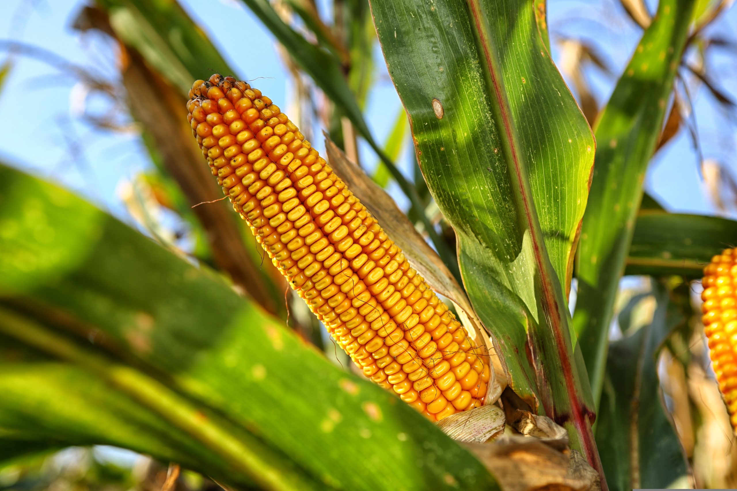 Case Study | Transforming Sweet Corn Analysis with Phenotyping